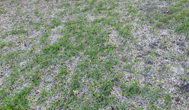 St Augustine Grass Disease Identification - Fungus TARR Take all Patch