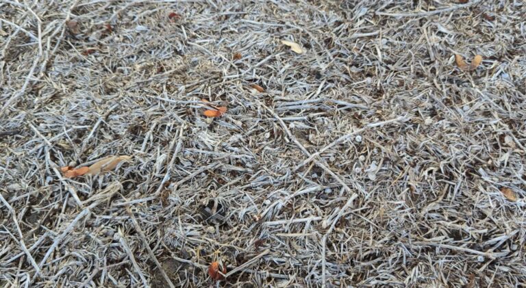 St Augustine Grass Disease Identification - Fungus TARR Take all Patch