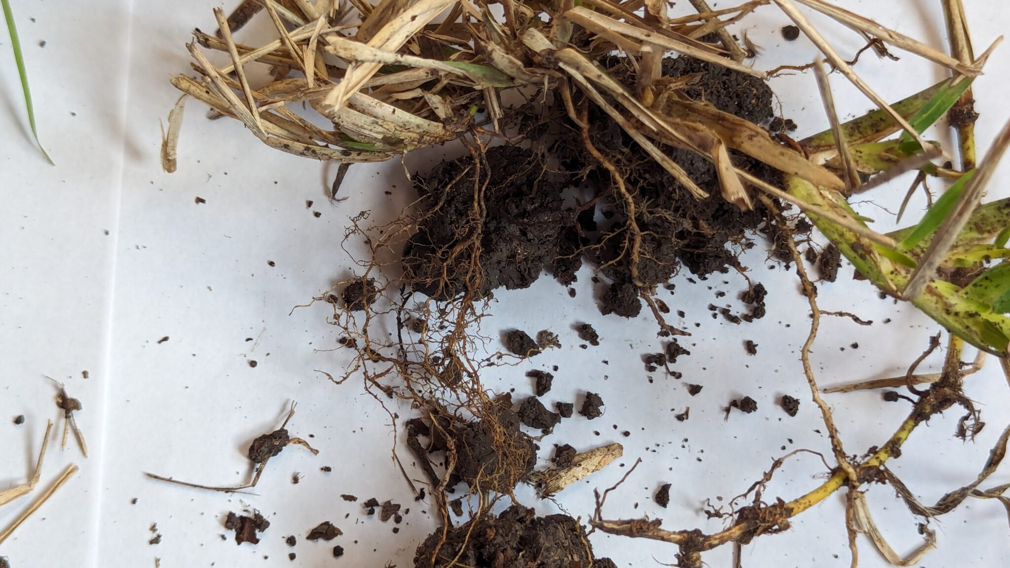 St Augustine Grass Disease Identification - Fungus TARR Take all Patch